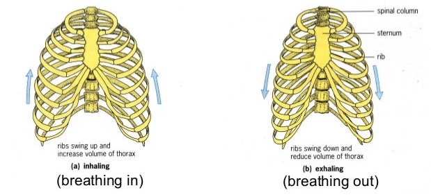 The Phenomenal Lung | TASC